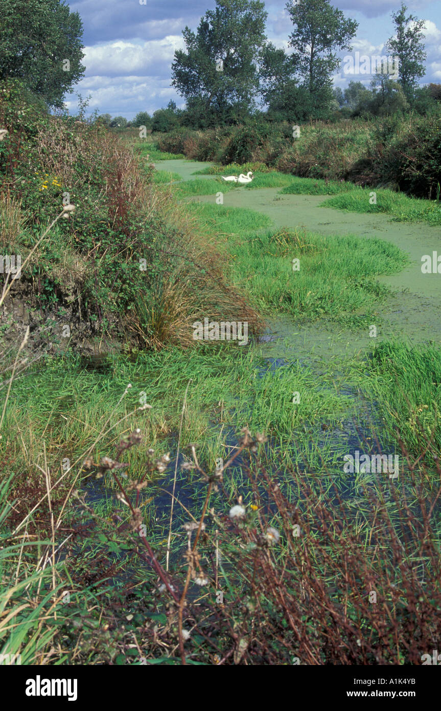 Drainage reen hi-res stock photography and images - Alamy