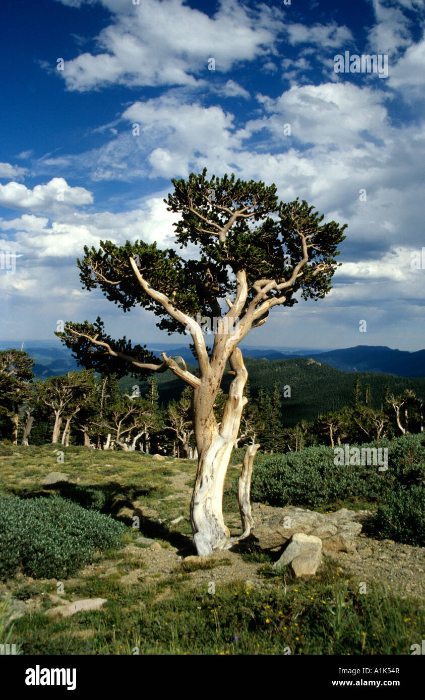 Bristlecone Pines may grow as old as 1500 years on Mount Evans in ...