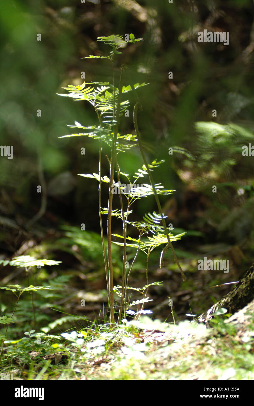 Thick shaft hi-res stock photography and images - Alamy