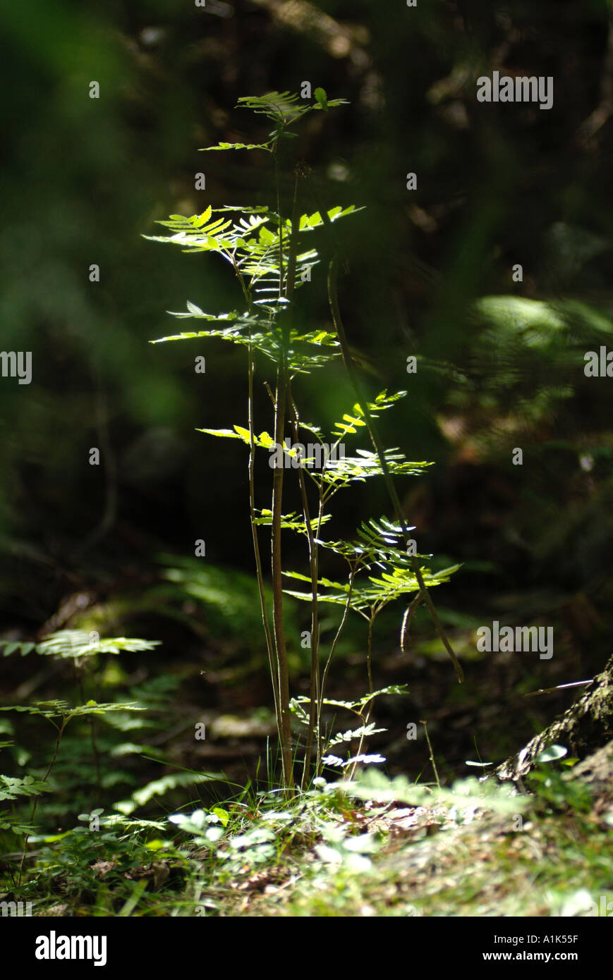 Thick shaft hi-res stock photography and images - Alamy