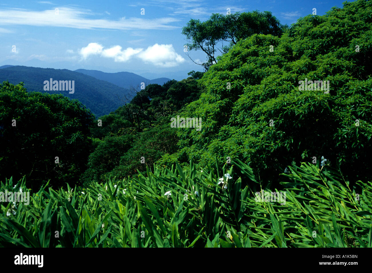 Atlantic forest reserves brazil hi-res stock photography and images - Alamy