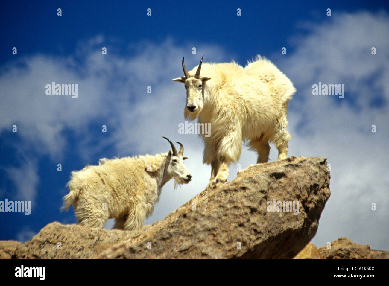 Two mountain goats balance atop boulders on Mt. Evans, Colorado Stock ...