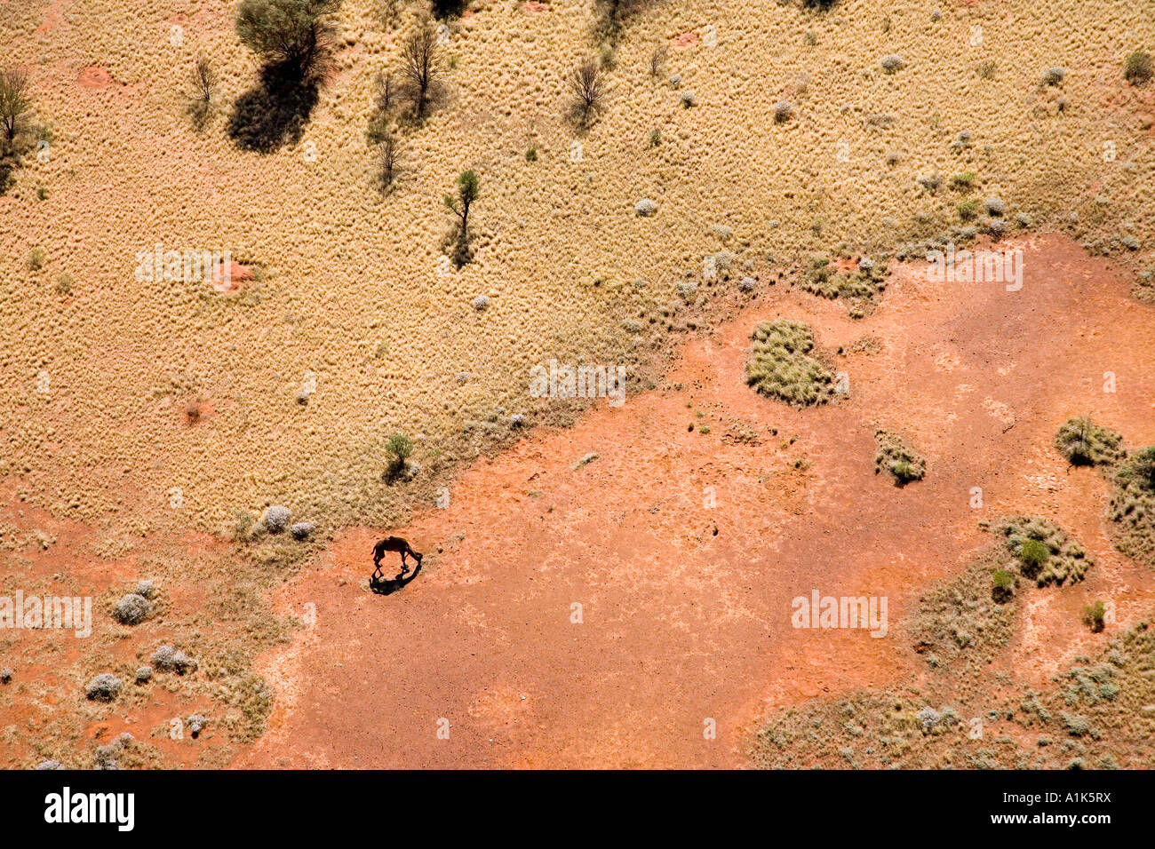 Uluru camel hi-res stock photography and images - Alamy