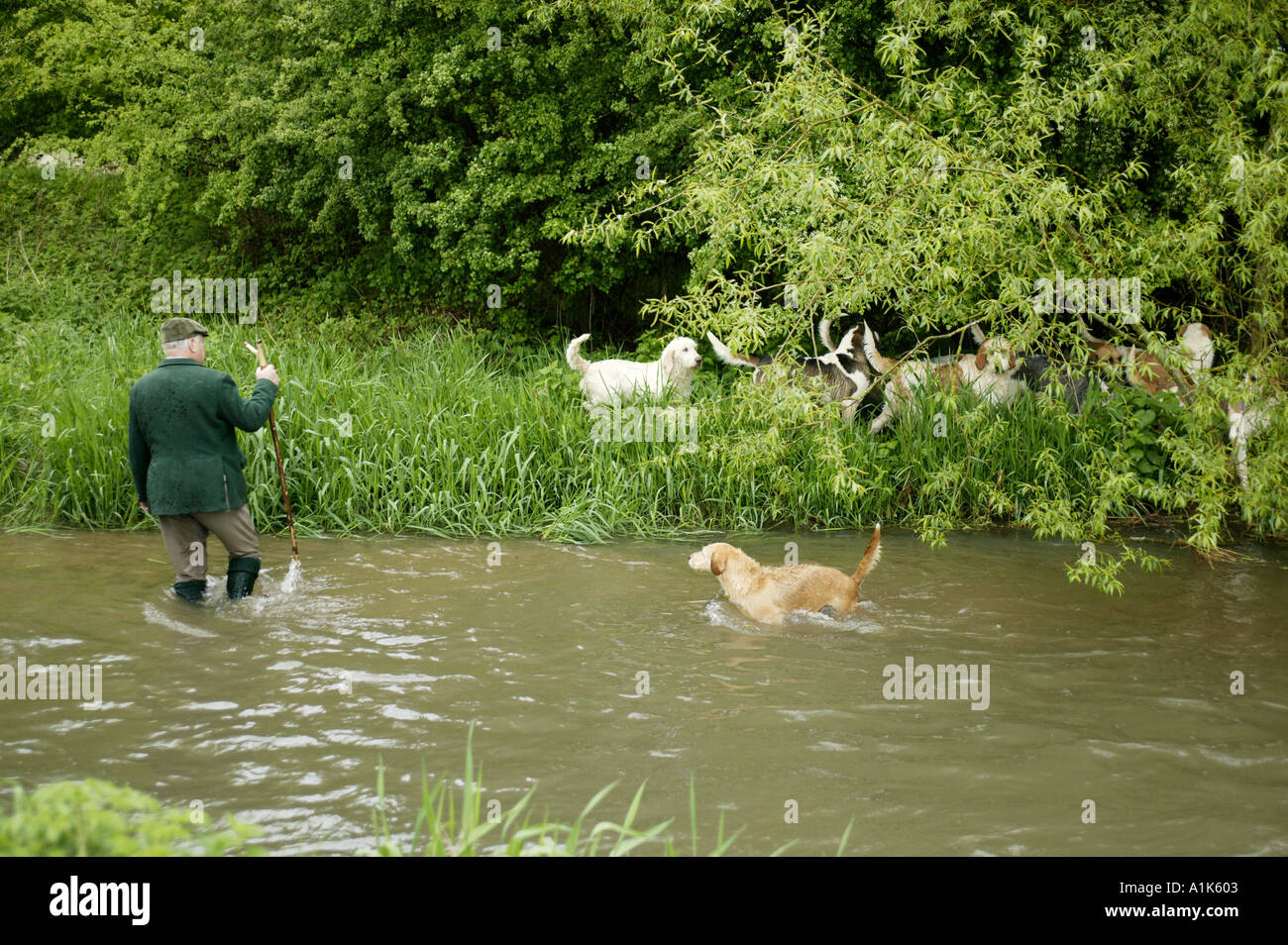 Master of the Mink Hunt With whip and staff wading in river with hounds ...