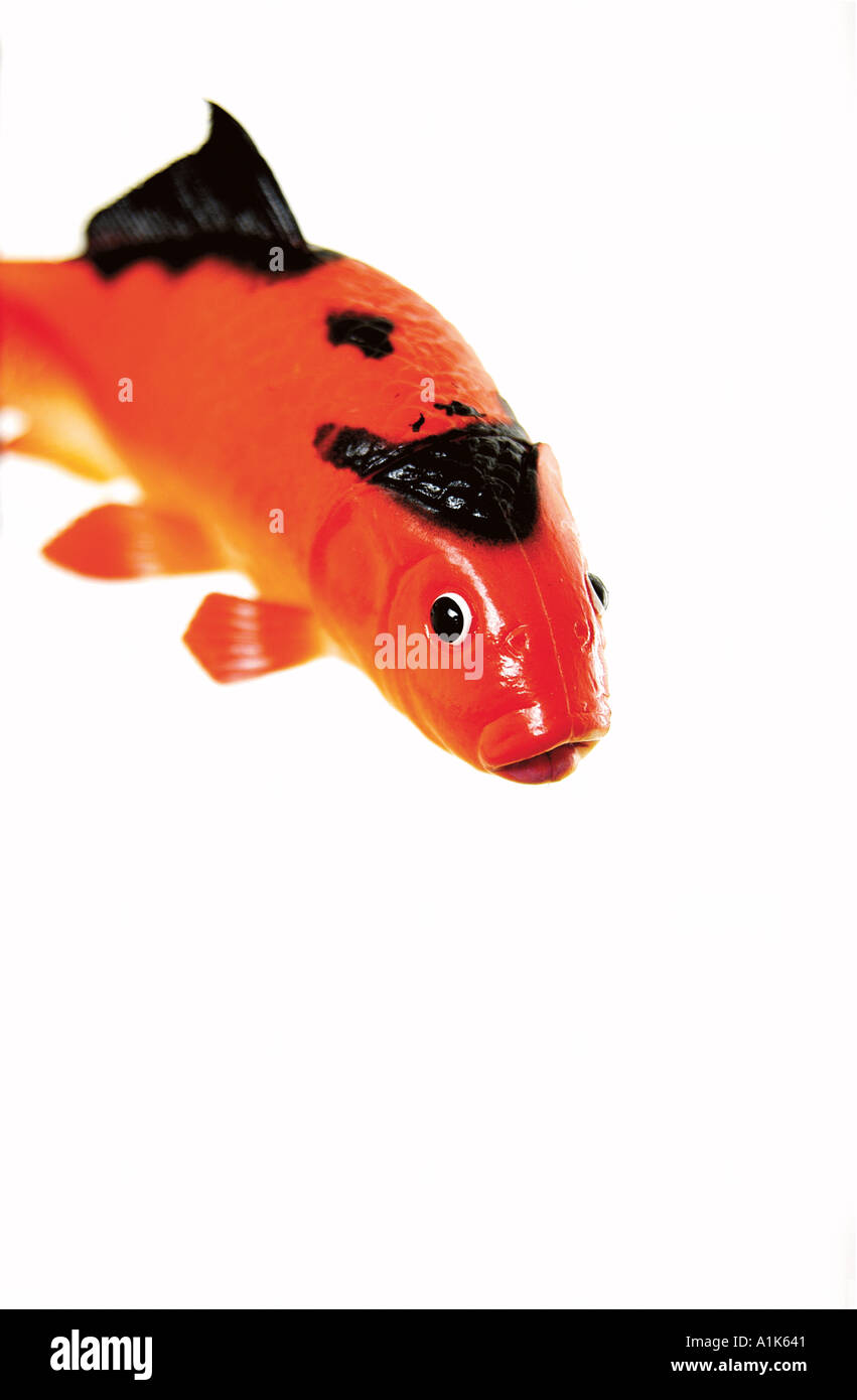 Mad carp hi-res stock photography and images - Alamy
