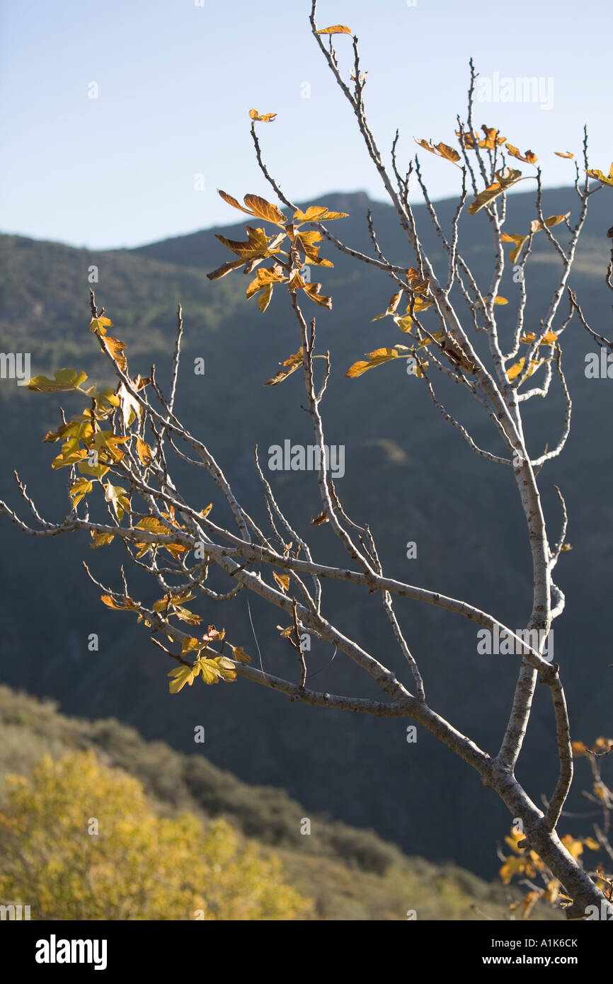 Fig tree in Autumn Stock Photo - Alamy