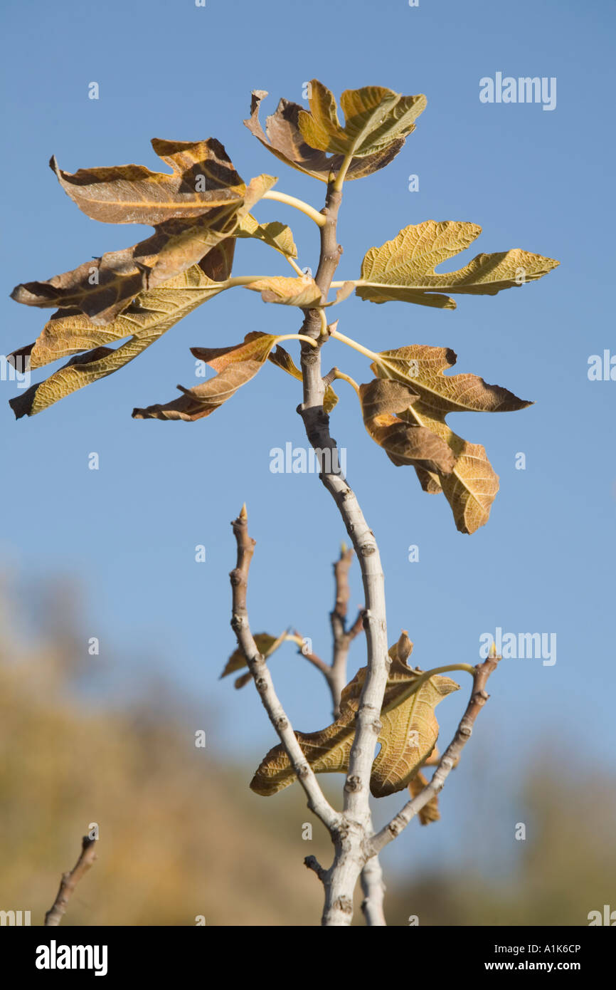 Fig tree in Autumn Stock Photo - Alamy