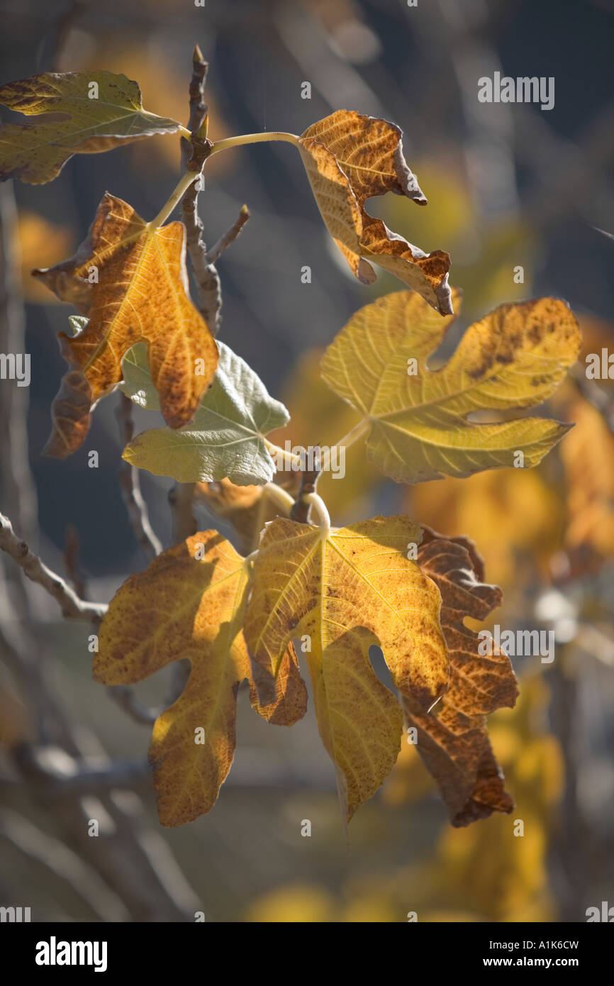 Fig tree in Autumn Stock Photo - Alamy