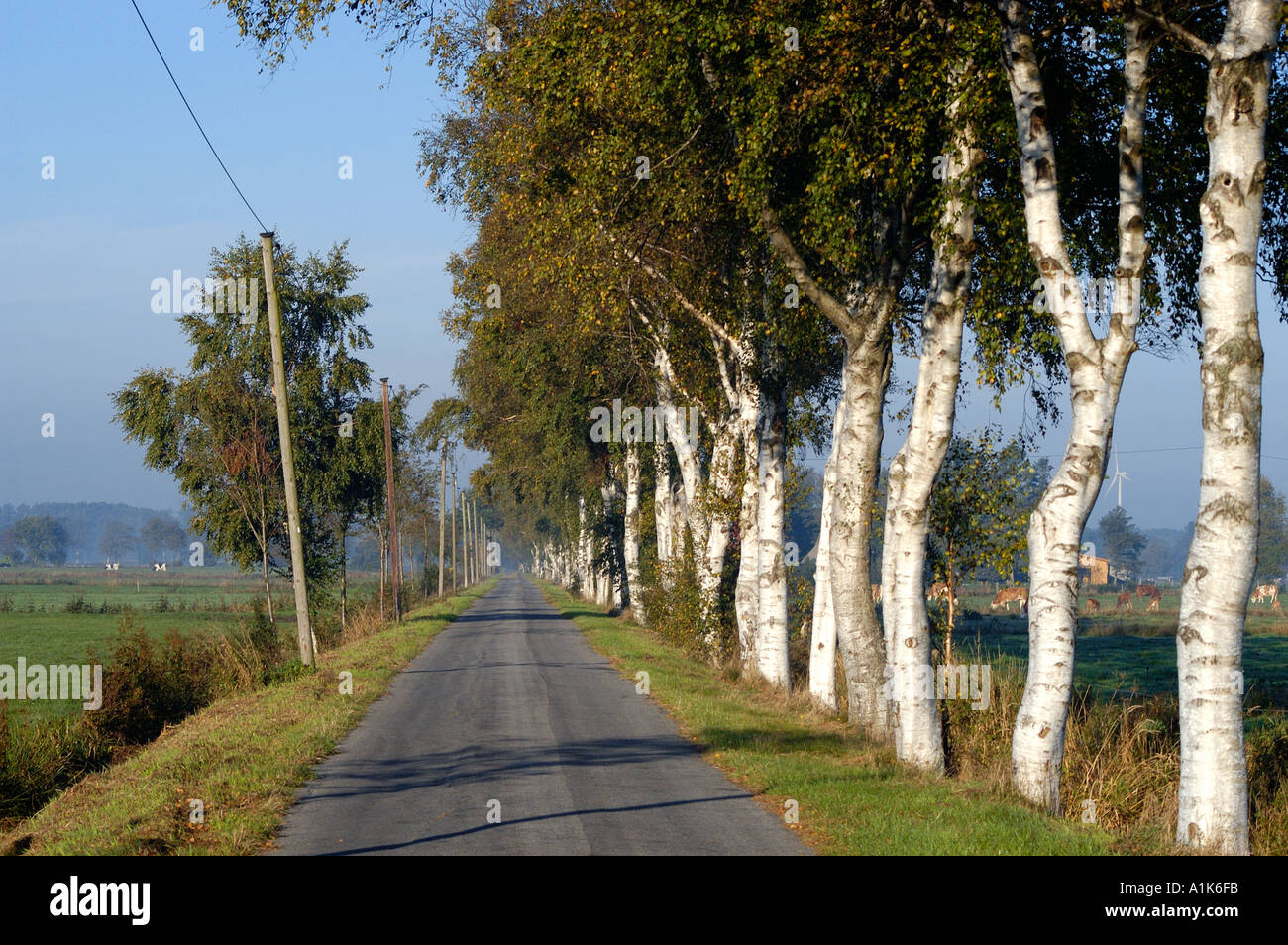 Avenue of birch trees Stock Photo - Alamy