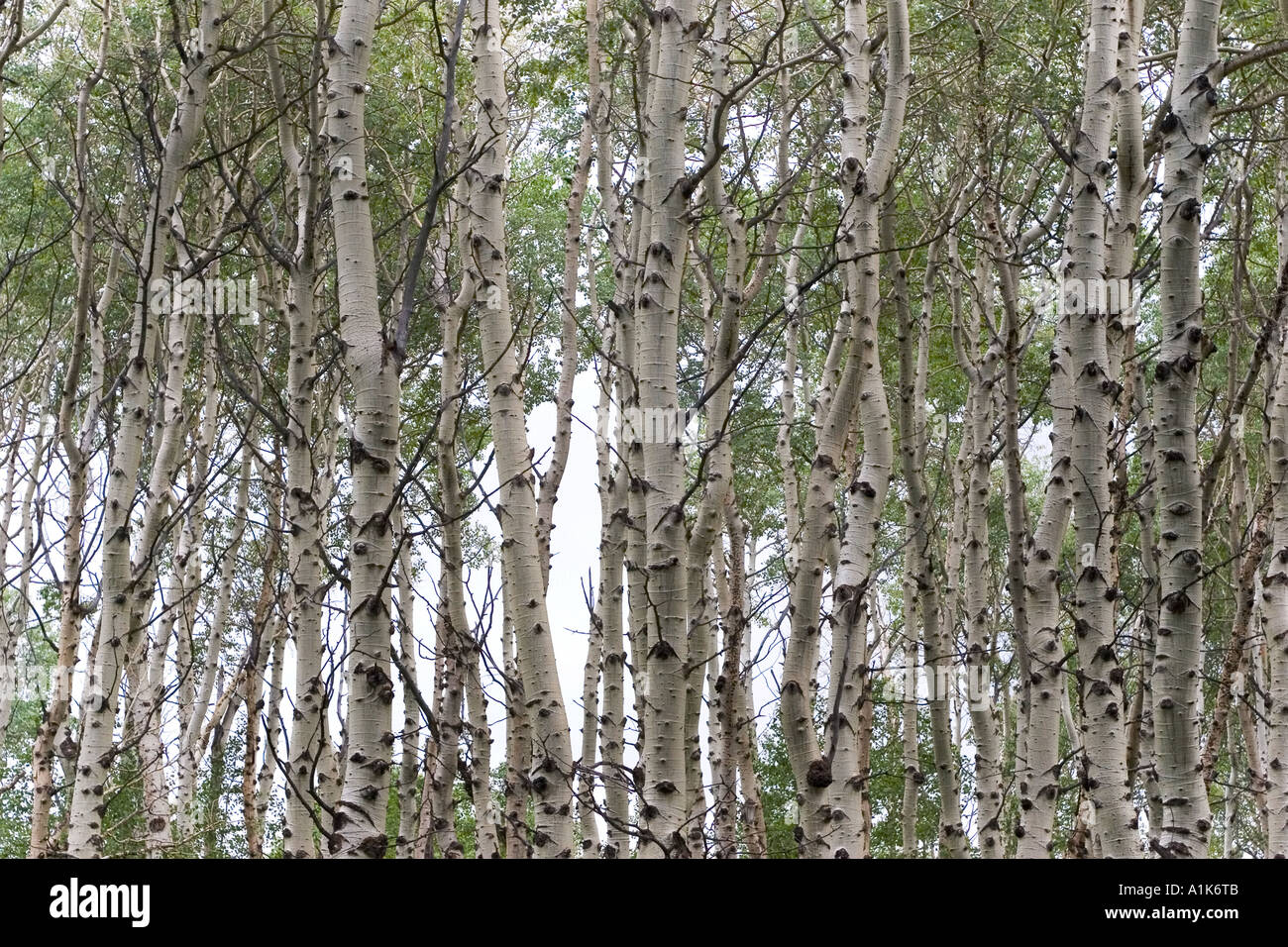 Aspen trees in spring Stock Photo - Alamy