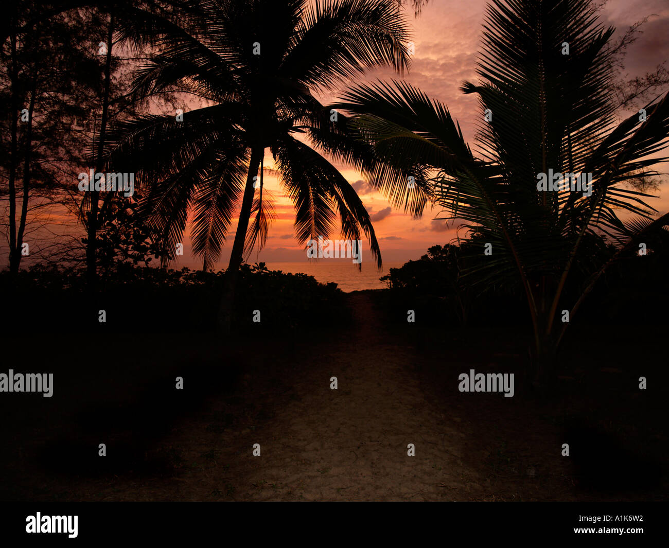 Palm trees stunning sunset hi-res stock photography and images - Alamy