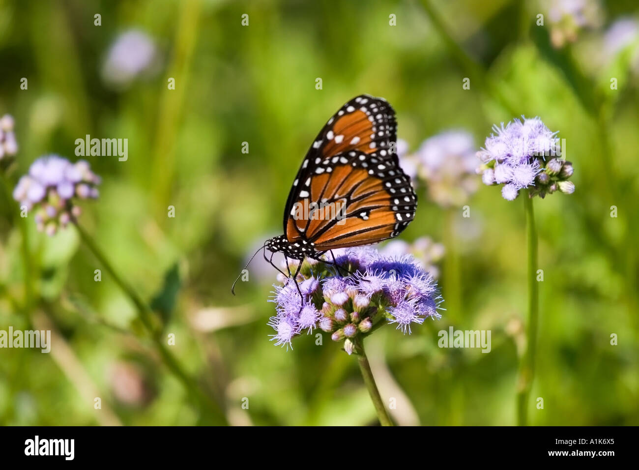 Buttefly orange hi-res stock photography and images - Alamy