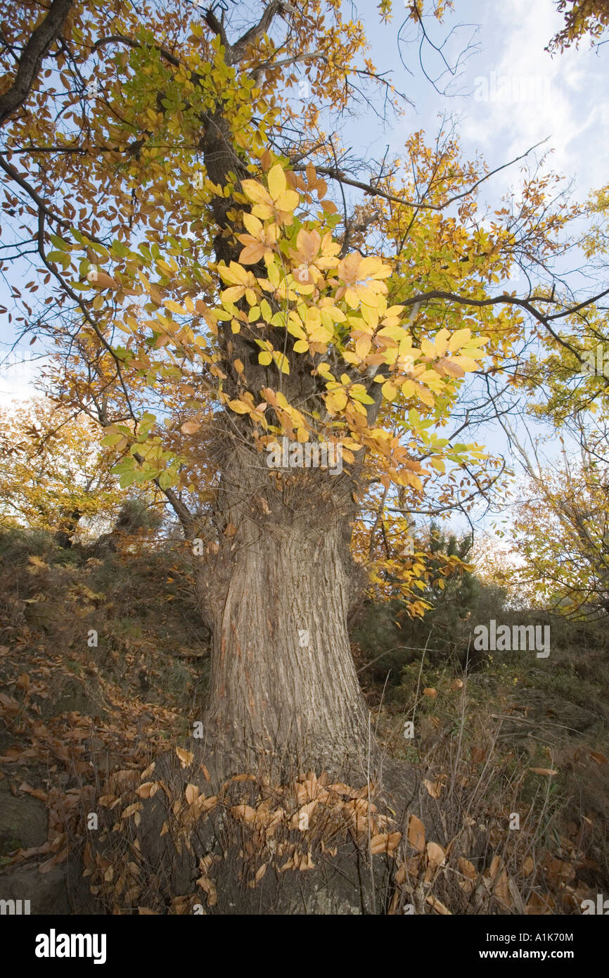 Sweet chestnut tree in Autumn Stock Photo - Alamy