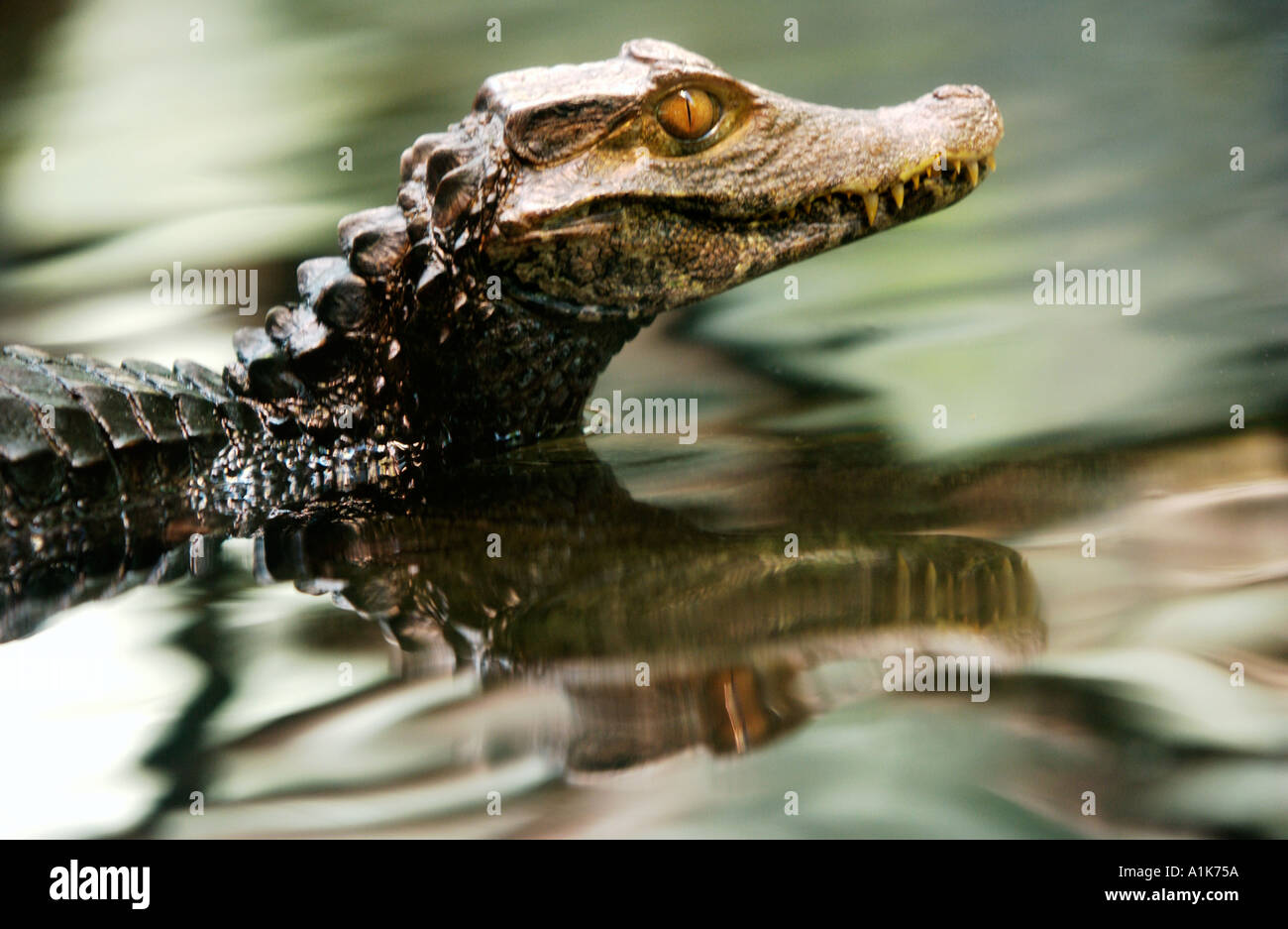 Alligator in swamp Stock Photo - Alamy