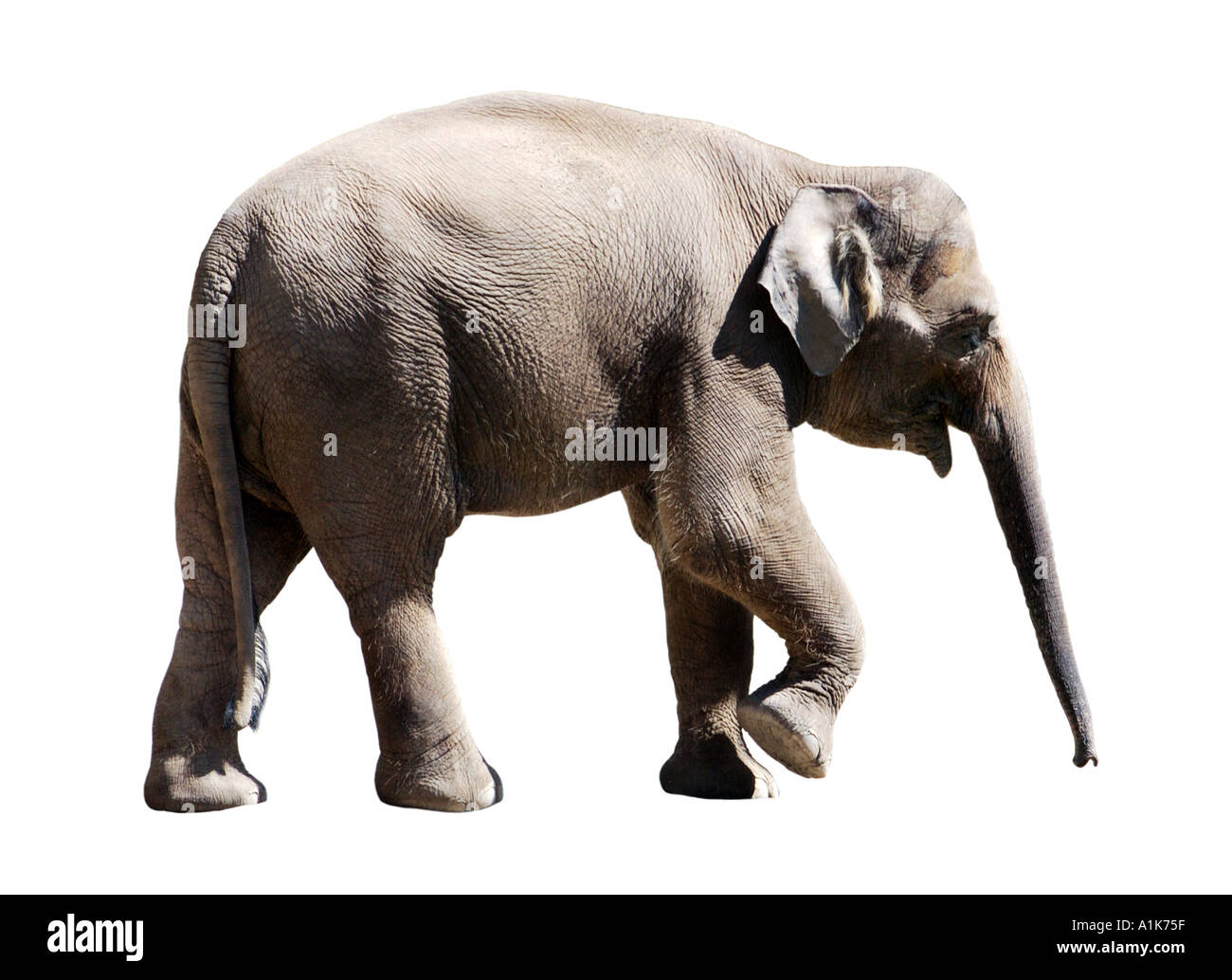 Simple elephant Cut Out Stock Images & Pictures - Alamy