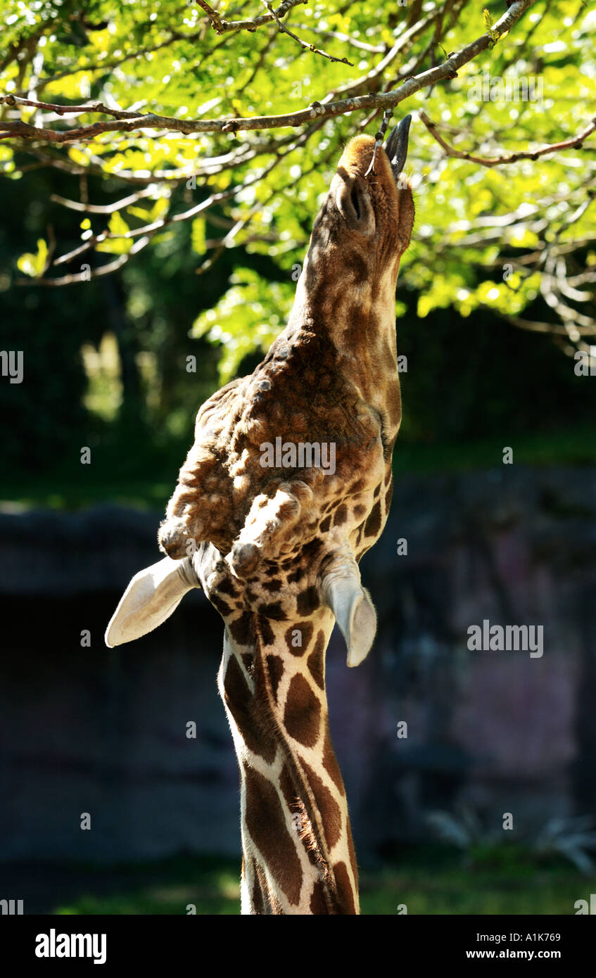 Reticulated Giraffe stretching neck and tounge eating from high tree ...