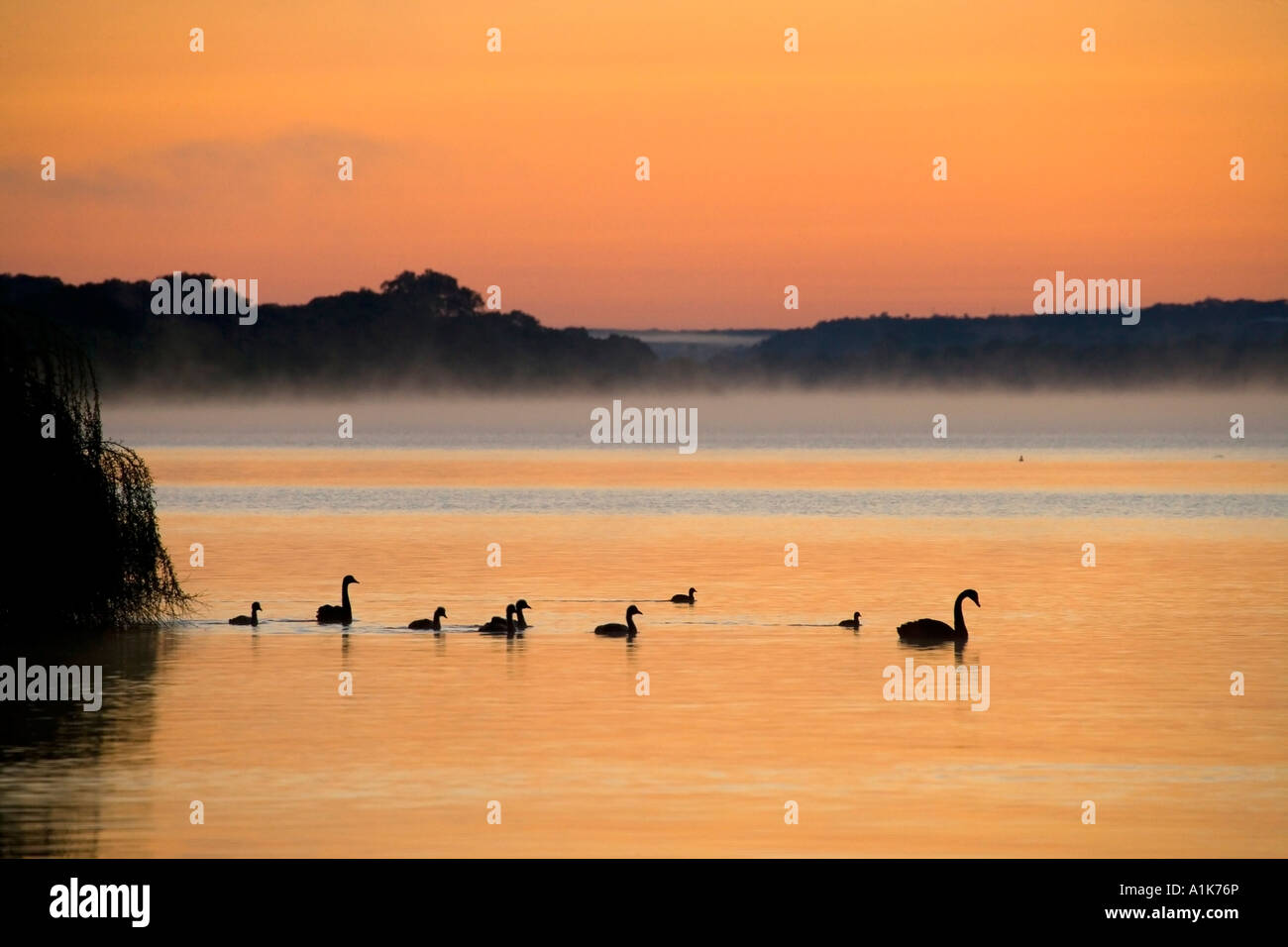 Murray River at Dawn Mannum South Australia Australia Stock Photo - Alamy