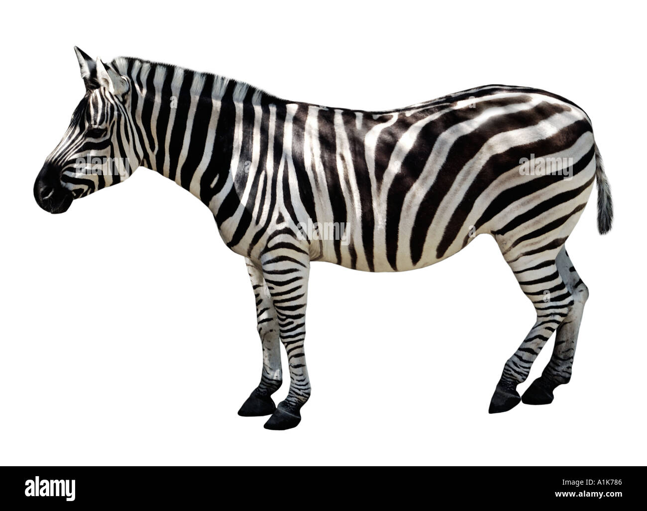 Zebra cut out hi-res stock photography and images - Alamy