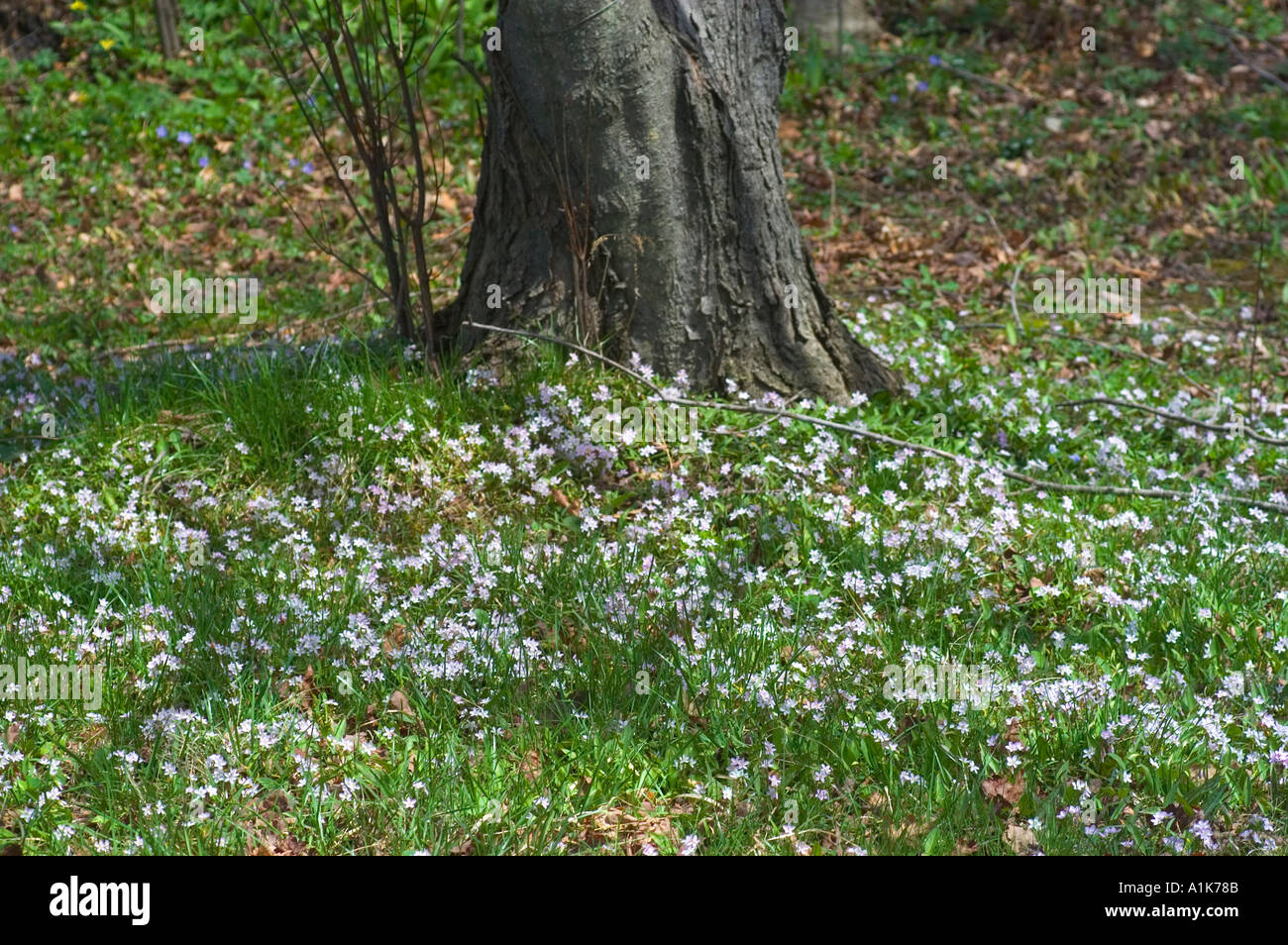 Wild flowers grow at the base of a tree Stock Photo - Alamy