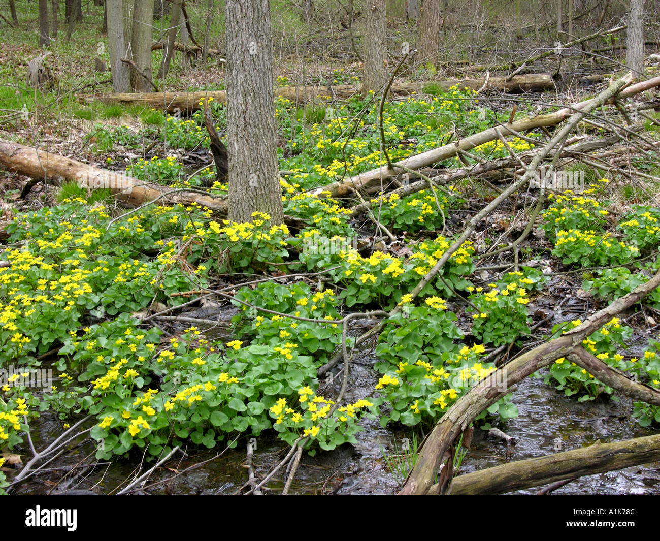 Marsh Marigolds Wild flowers grow at the base of a tree Stock Photo - Alamy