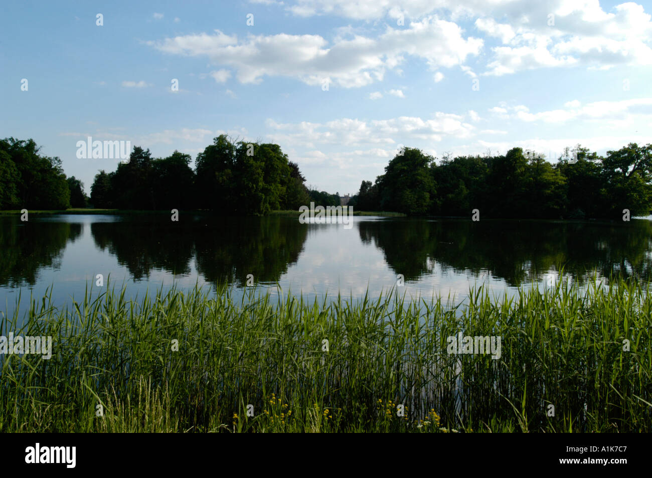 Reeds reflecting in pond hi-res stock photography and images - Alamy