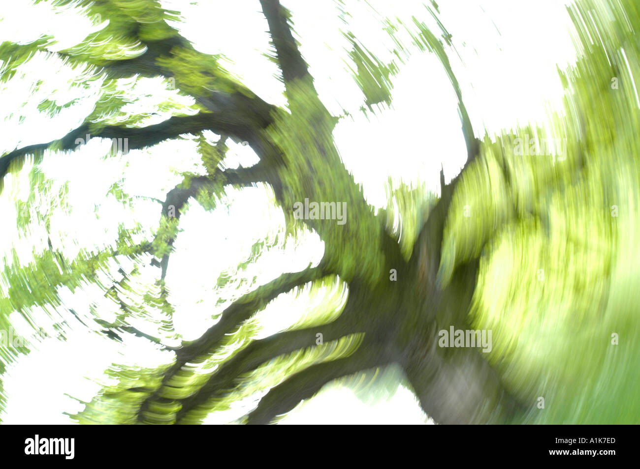 sunrays trough leaves of an oak tree, movement Stock Photo - Alamy