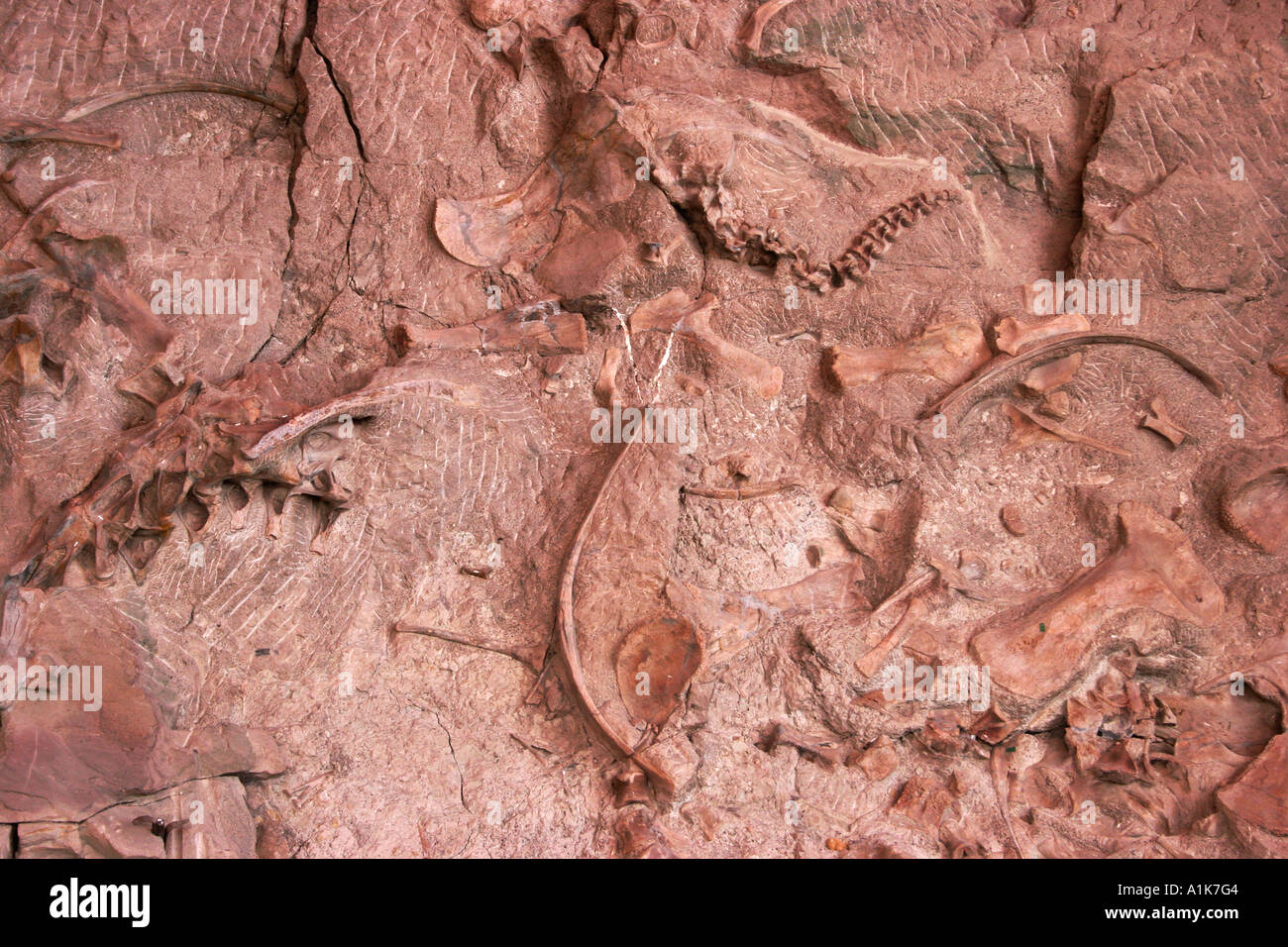 Preserved bones hi-res stock photography and images - Alamy