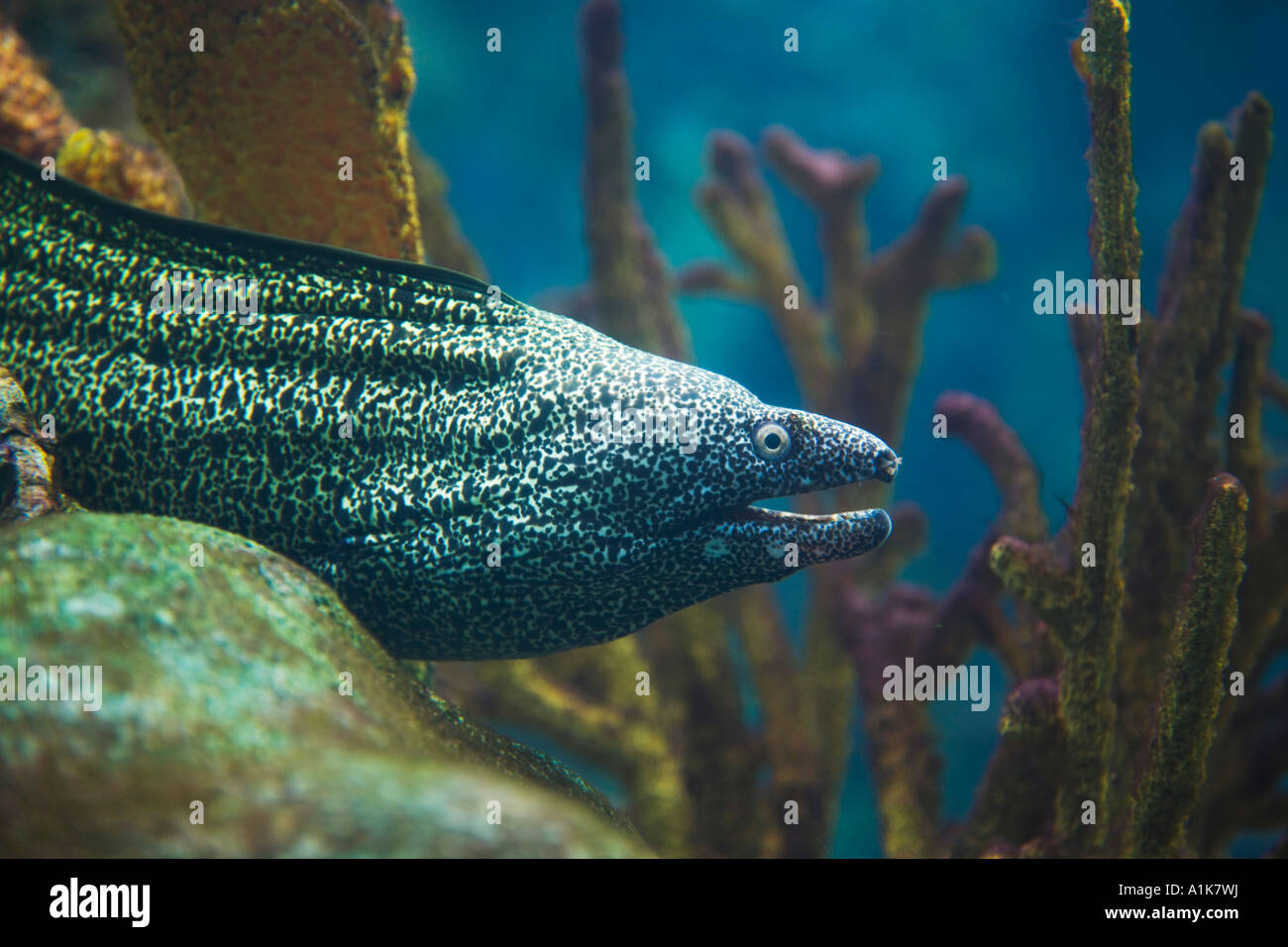 Eel at New York Aquarium Brooklyn New York United States of America ...