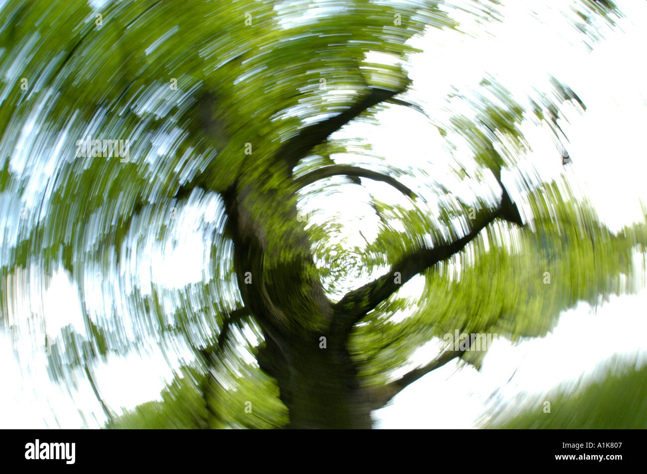 oak tree, movement Stock Photo - Alamy