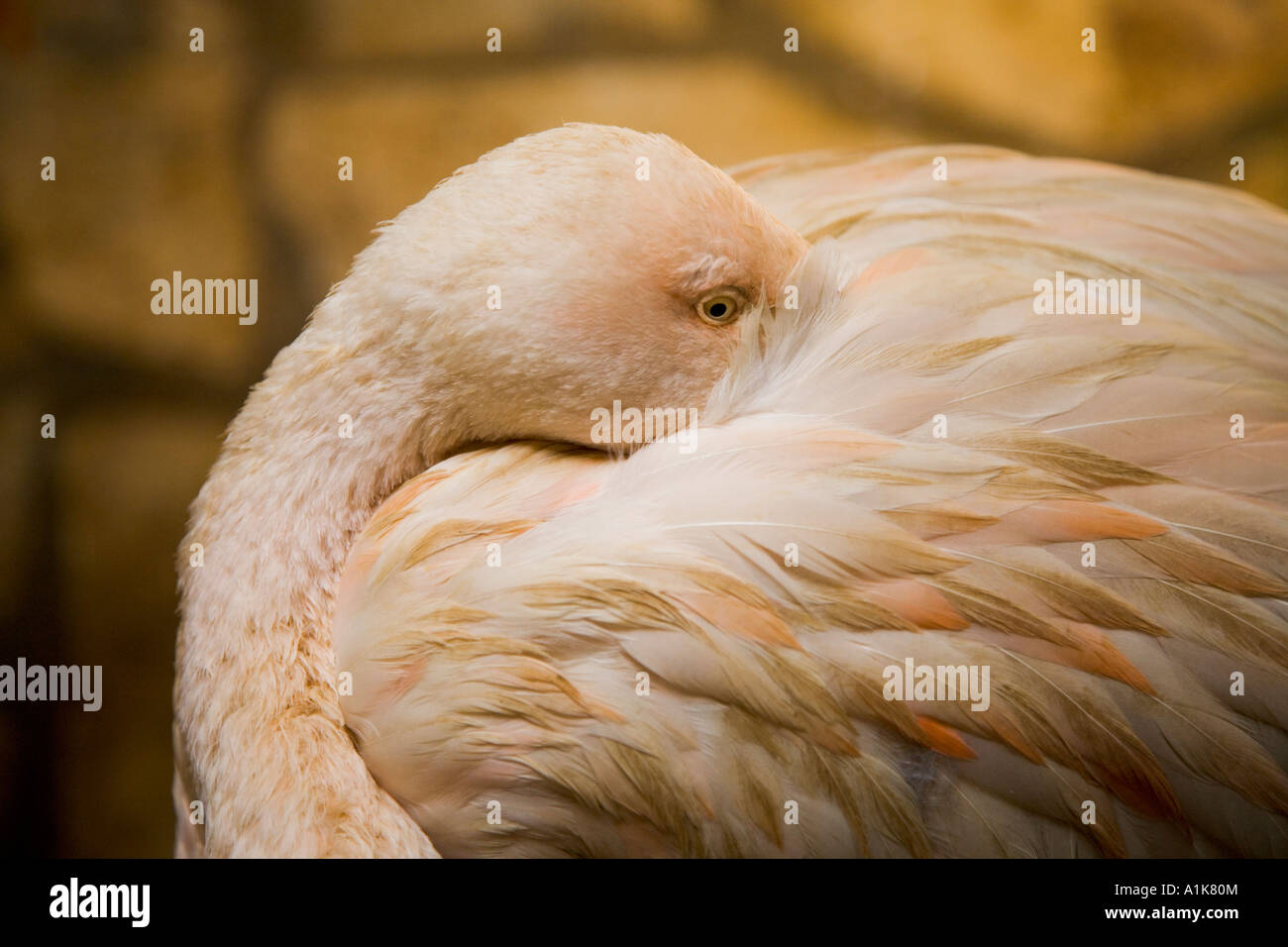 Aviary Playboy Mansion Los Angeles California United States of America ...