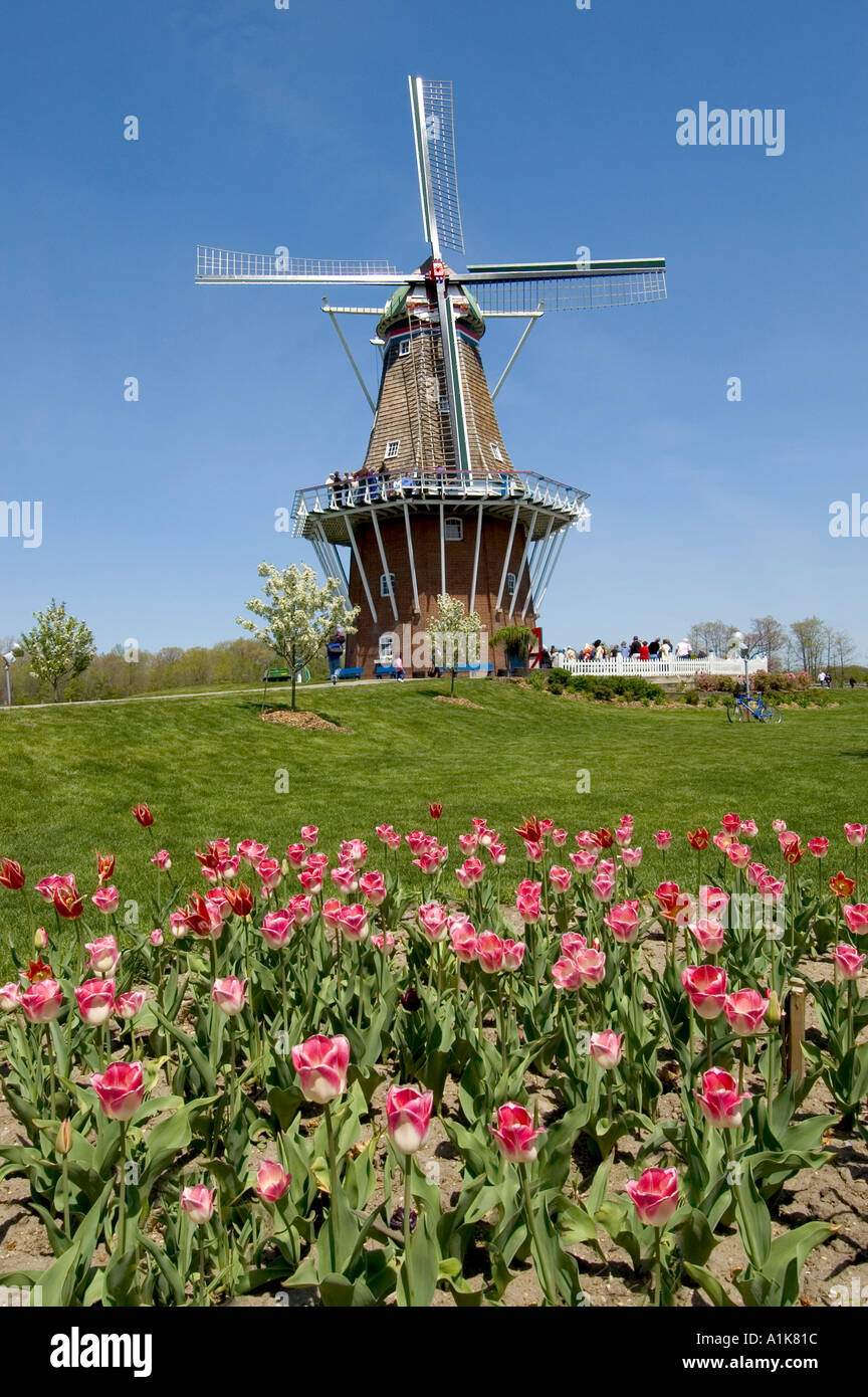 Holland Michigan Tulip Festival Windmill and Tulip Flowers Stock Photo ...