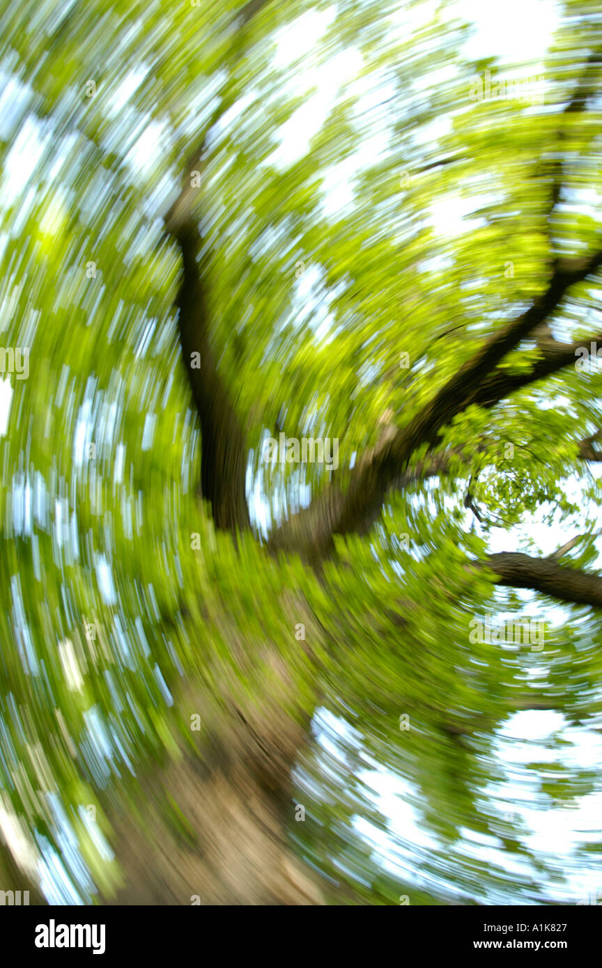 oak tree, movement Stock Photo - Alamy
