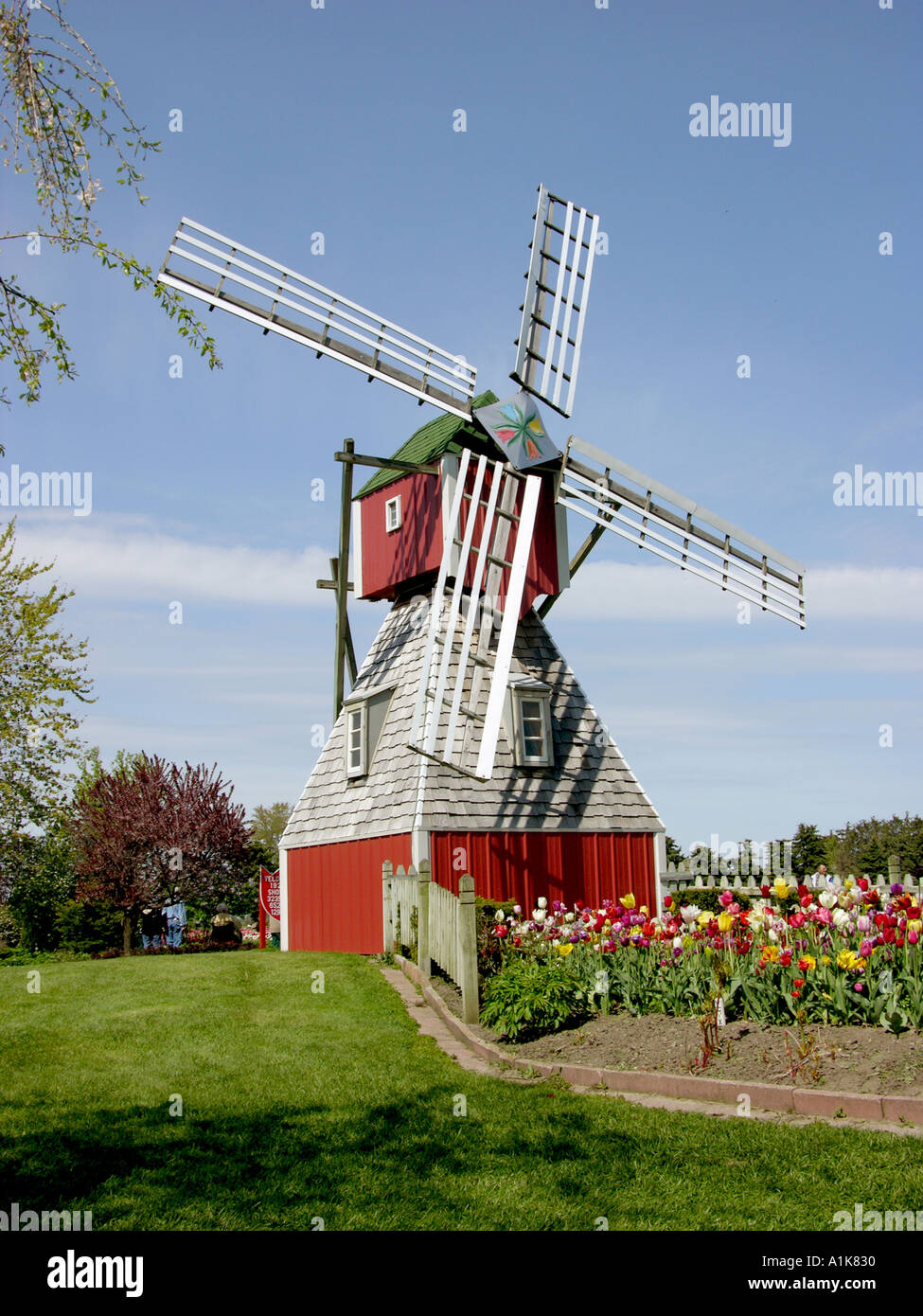 Holland Michigan Tulip Festival Windmill and Tulip Flowers Stock Photo ...