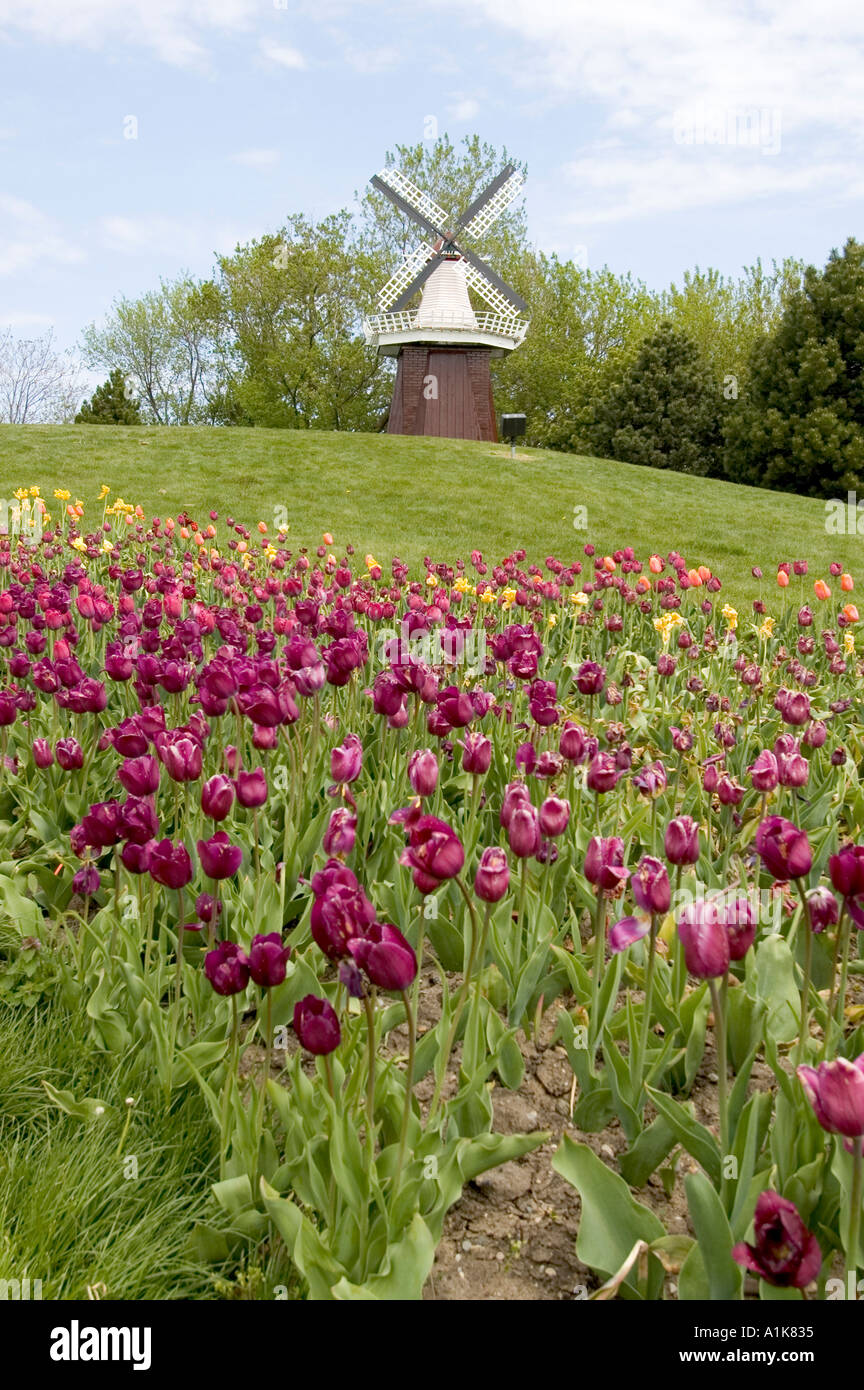 Tulip festival windmill hi-res stock photography and images - Alamy