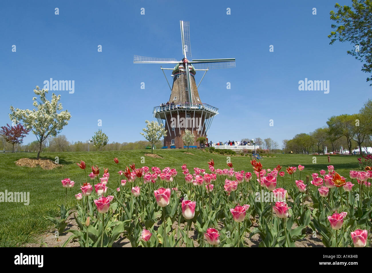 Tulip festival holland michigan hi-res stock photography and images - Alamy