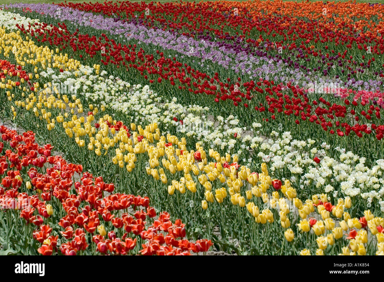 Holland Michigan Tulip Festival Tulip Flower Gardens Stock Photo - Alamy