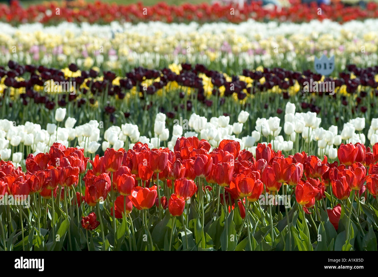 Holland Michigan Tulip Festival Tulip Flower Gardens Stock Photo - Alamy