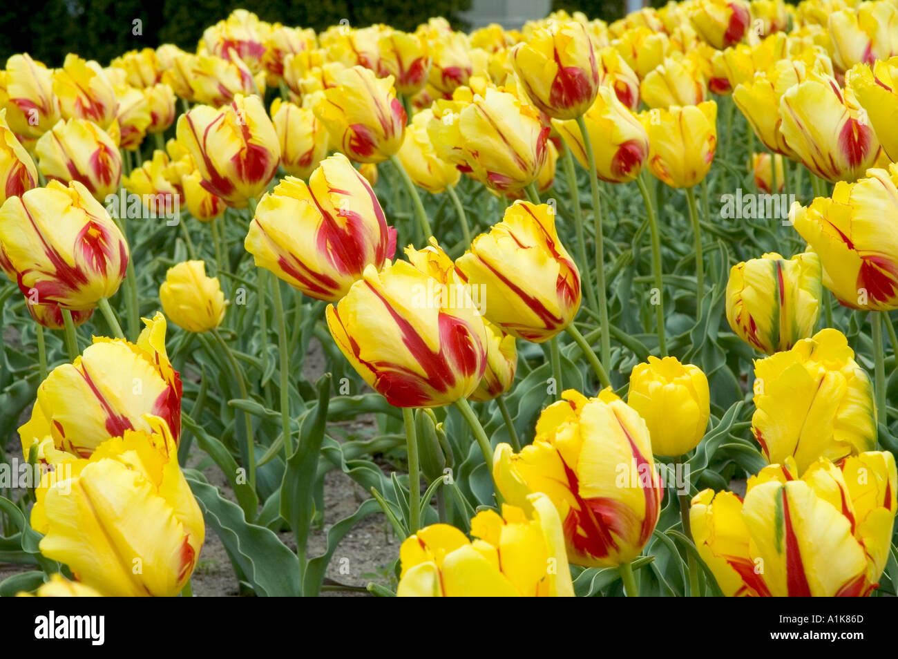 Holland Michigan Tulip Festival Tulip Flower Gardens Stock Photo - Alamy