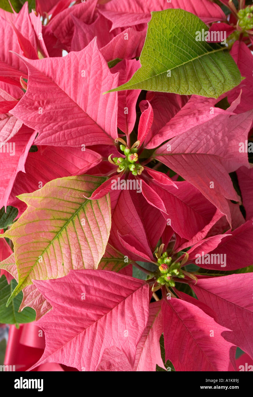 Closeup of two magenta Poinsettias and one green leaf Stock Photo - Alamy