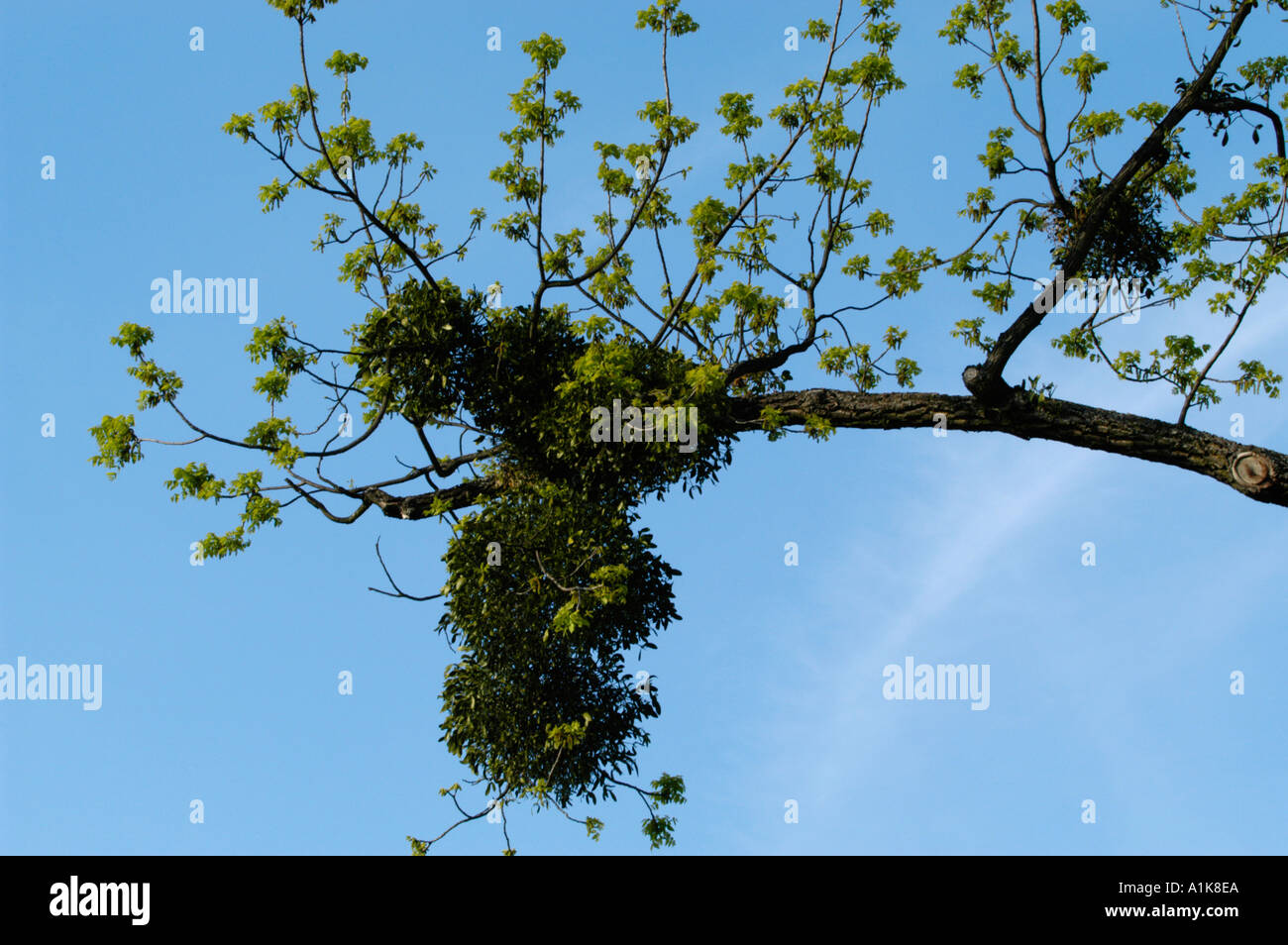 Ash tree mistletoe hi-res stock photography and images - Alamy
