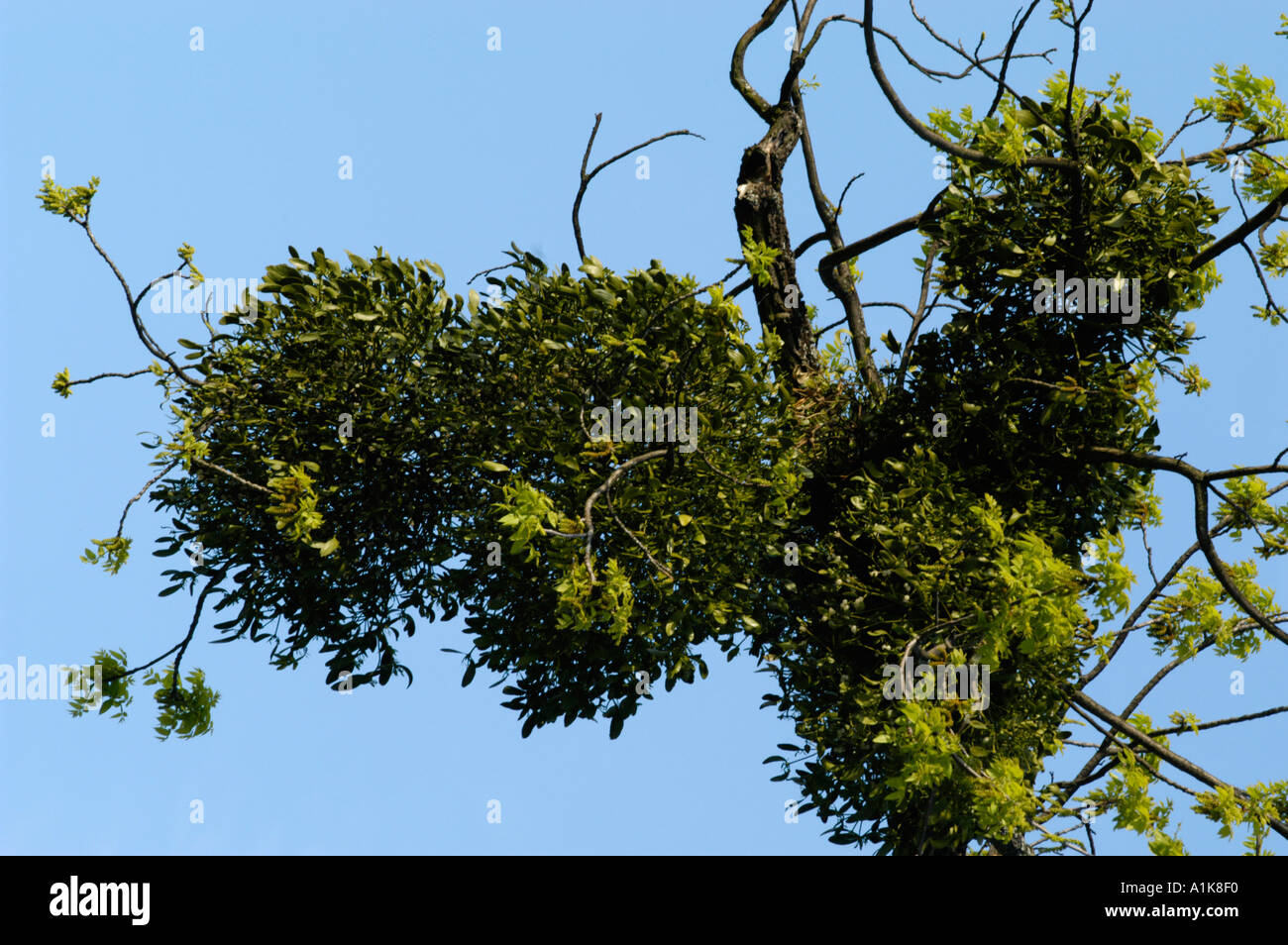 Ash tree mistletoe hi-res stock photography and images - Alamy