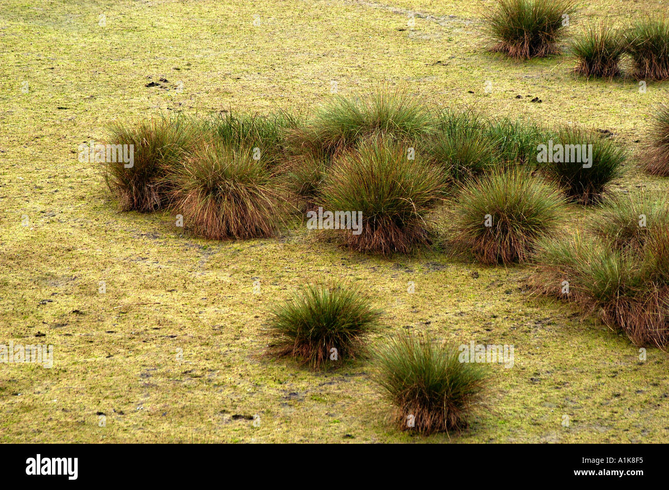 Goldenstedter moor hi-res stock photography and images - Alamy