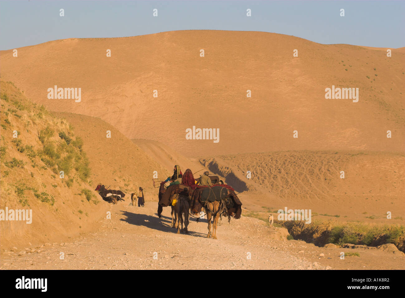AFGHANISTAN between Chakhcharan and Jam Kuchie camel train Stock Photo ...