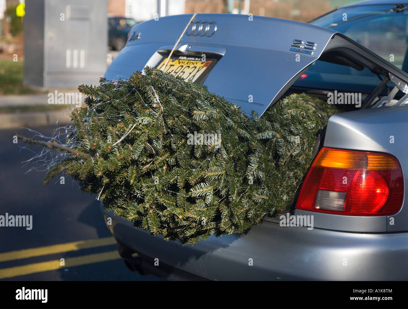 Christmas tree in the trunk of a car Stock Photo - Alamy