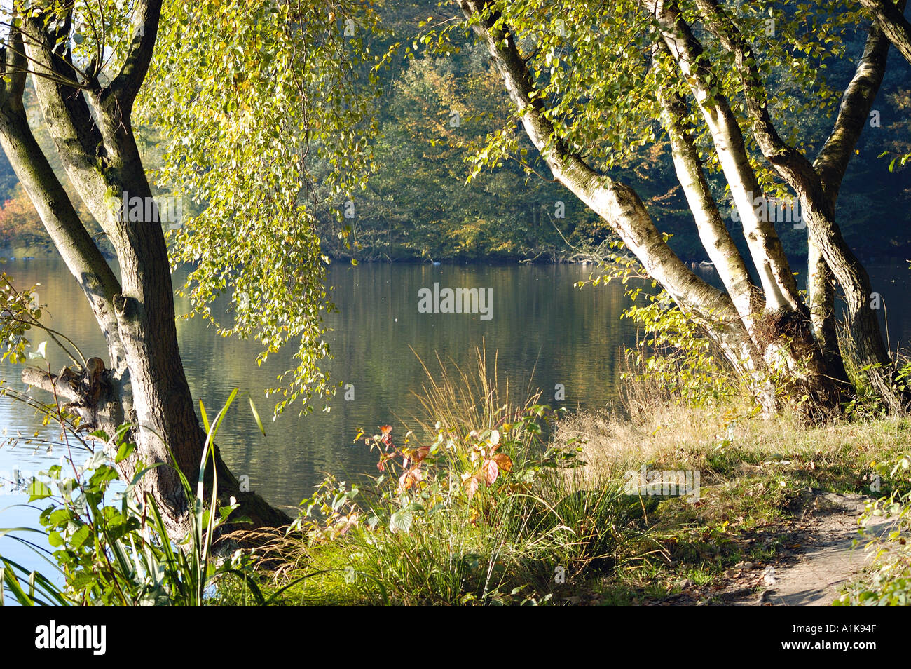 River bank with trees Stock Photo - Alamy