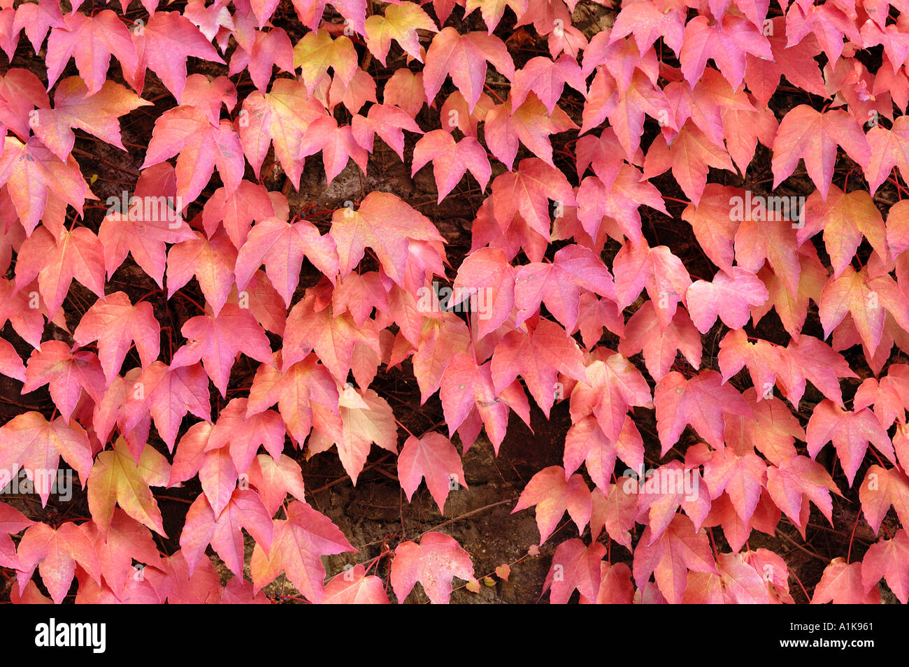 Colorful wild vine Stock Photo - Alamy