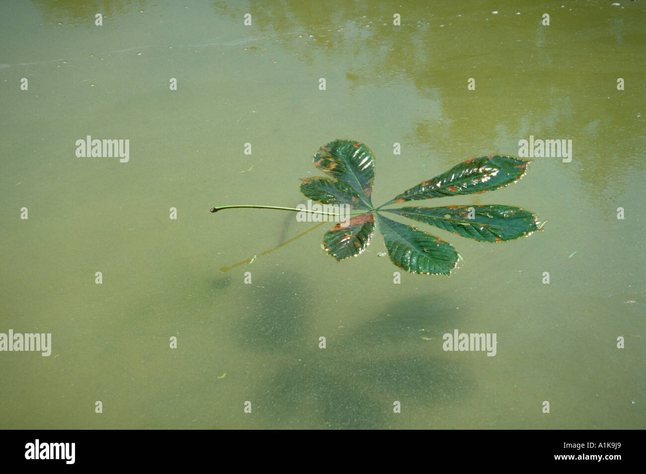 Leaf floating in water Stock Photo - Alamy