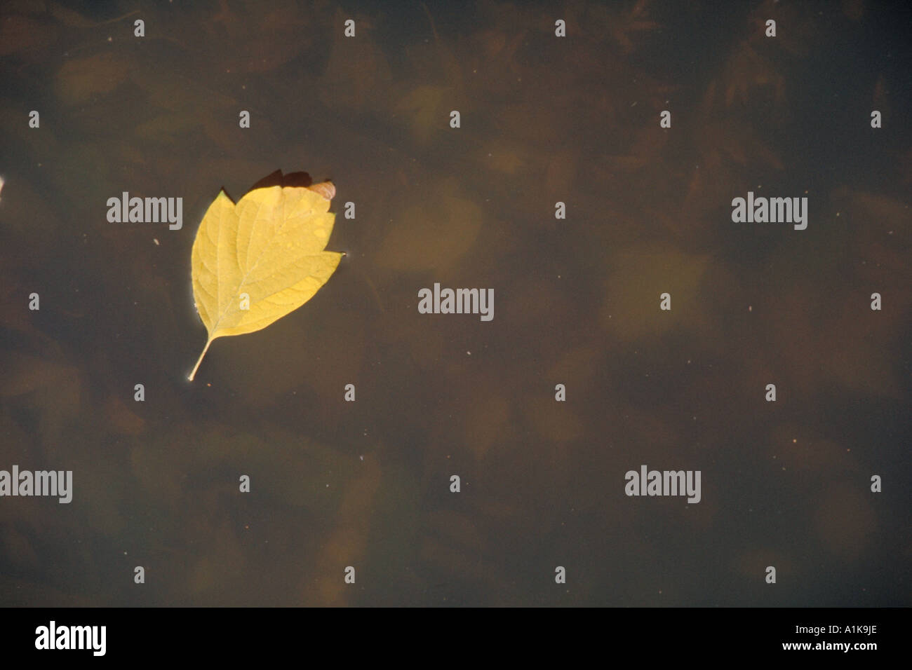 Aspen leaf floating in water Stock Photo - Alamy