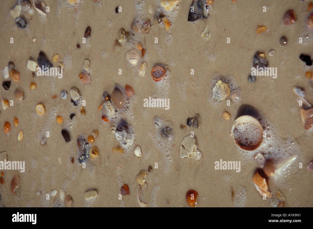 Sea shells on the beach. Gulf Shores, Alabama Stock Photo - Alamy