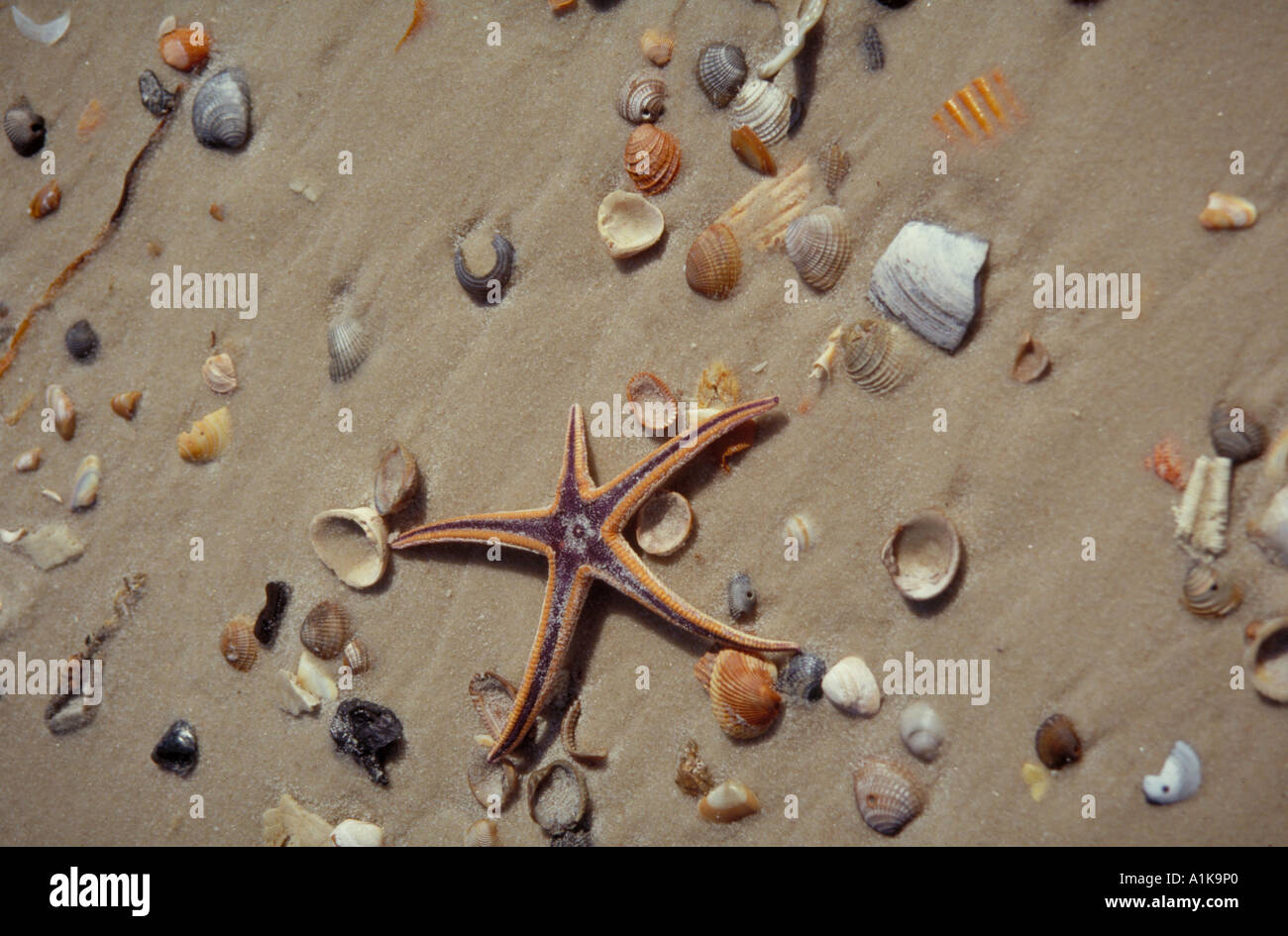 Sea shells beach gulf alabama hi-res stock photography and images - Alamy